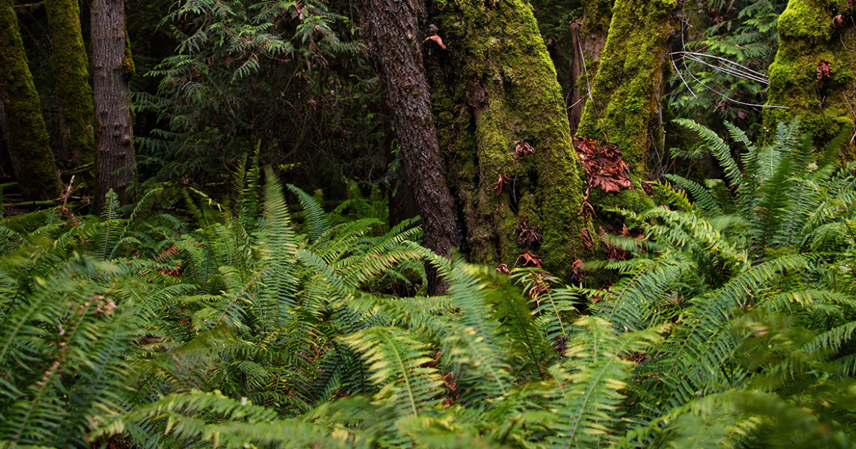 City of Colwood